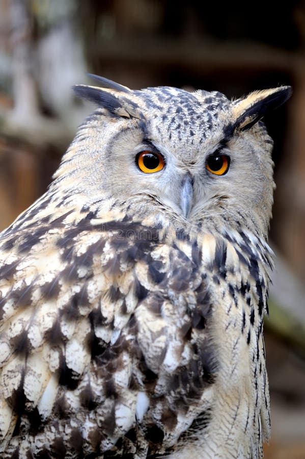 Huh? Owl stock image. Image of talons, bird, unique, unexpected - 282005