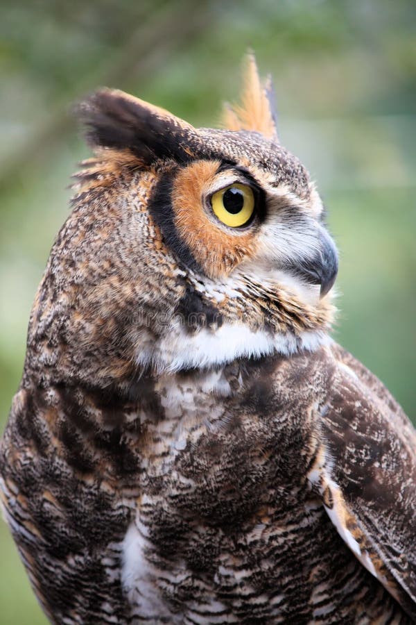 Owl Stock Photos - Download 58,806 Royalty Free Photos