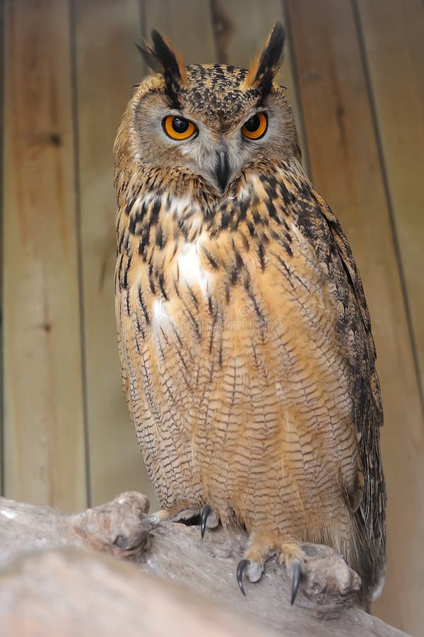 Watchful owl stock image. Image of intelligent, large - 14610515
