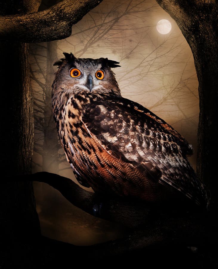 Owl Stock Photos - Download 52,982 Royalty Free Photos