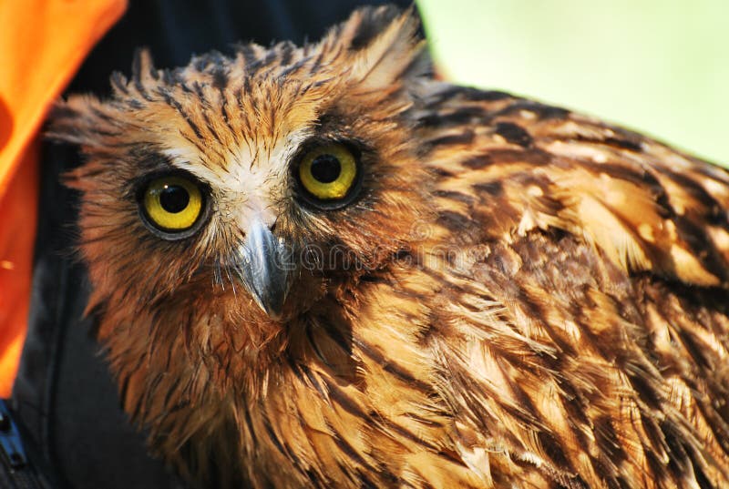 A Tawny Fish Owl stock photo. Image of prey, nocturnal - 27329580