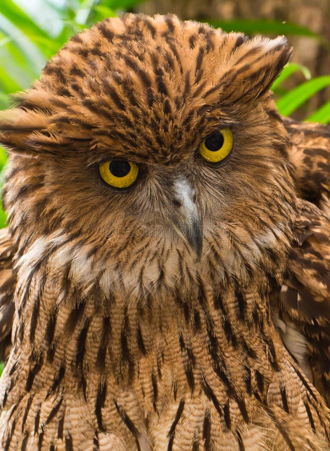 A Owl stock image. Image of avian, face, great, wild - 27483713