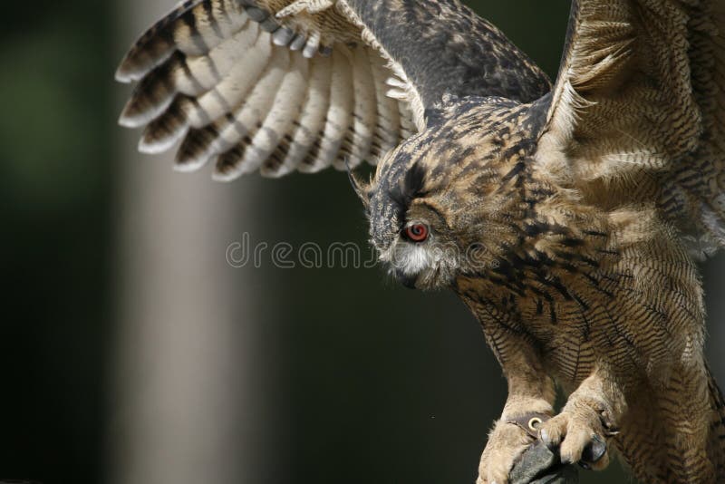 Owl Swooping Down - Includes Clipping Path Stock Illustration ...