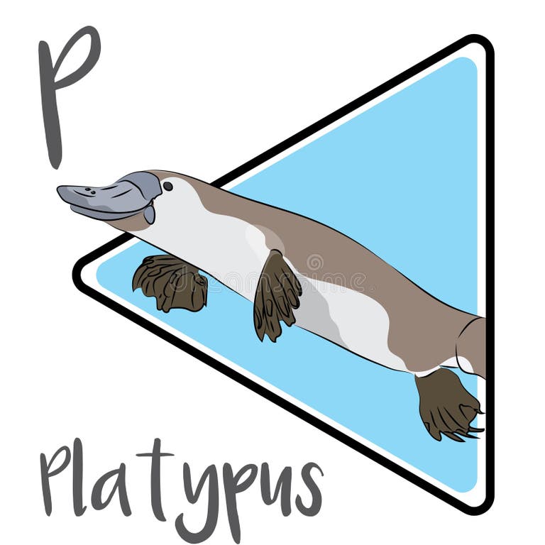 Amphibious Australian Mammal Stock Illustrations – 1 Amphibious ...