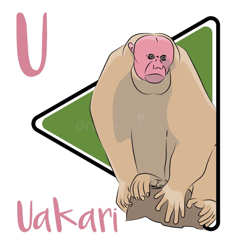 Uakari is a Small South American Primate with Striking Bald Head and ...