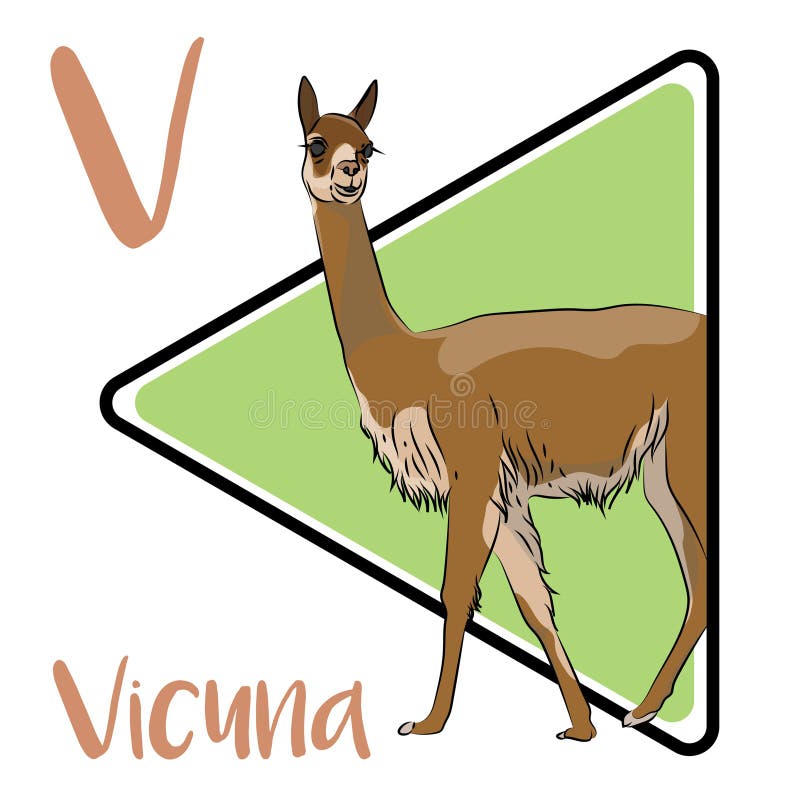 Vicuna, Smallest Member of the Camel Family, Camelidae Stock ...