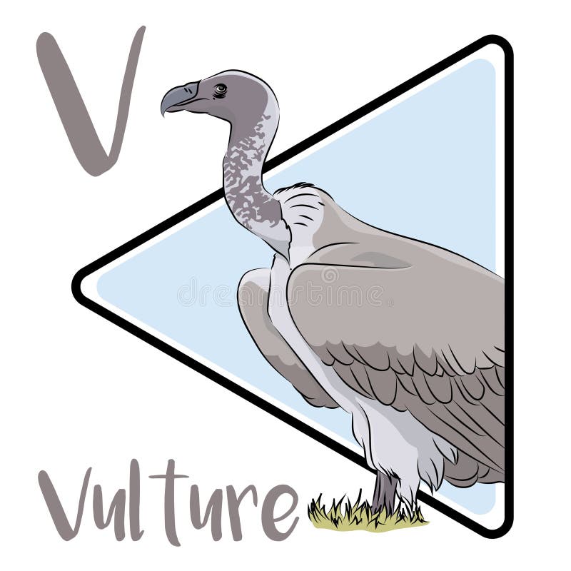 A Vulture is a Bird of Prey that Scavenges on Carrion. Stock ...