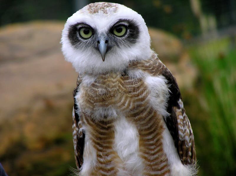 Huh? Owl stock image. Image of talons, bird, unique, unexpected - 282005
