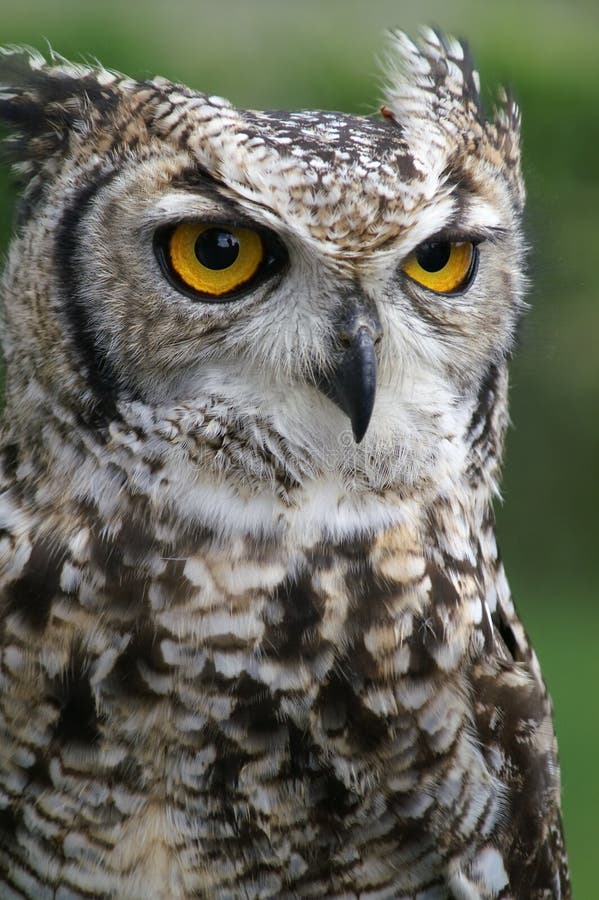 Huh? Owl stock image. Image of talons, bird, unique, unexpected - 282005