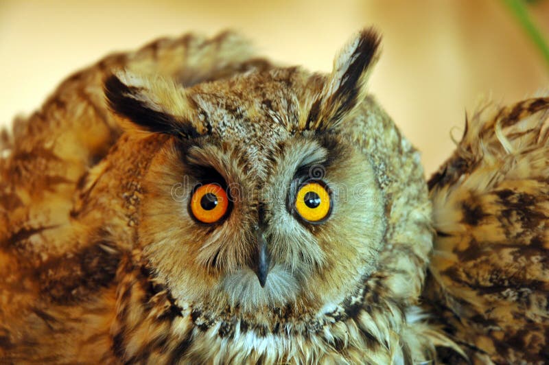 Owl (Asio otus) stock photo. Image of life, animal, eyes - 6060144