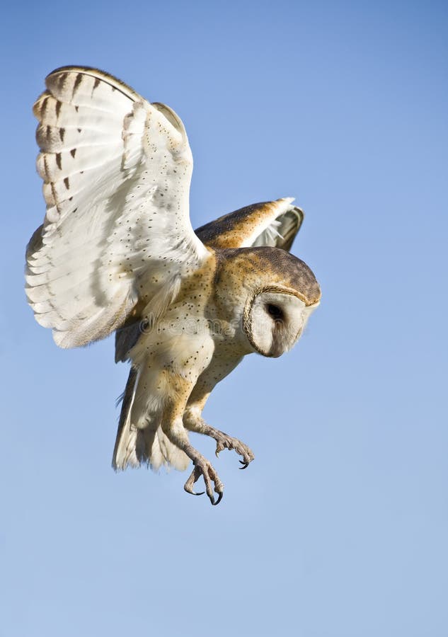 Screaming barn owl landing stock image. Image of head - 35098795