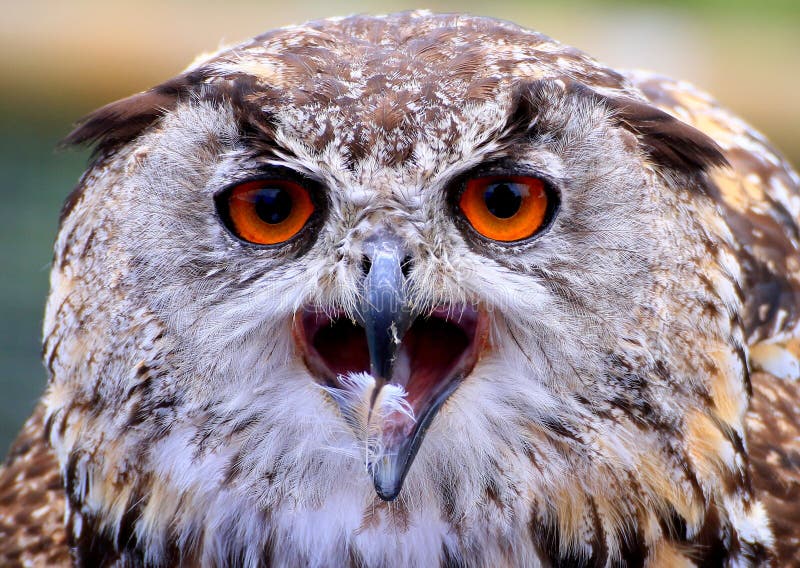 Owl, Beak, Bird Of Prey, Bird Picture. Image: 113160678