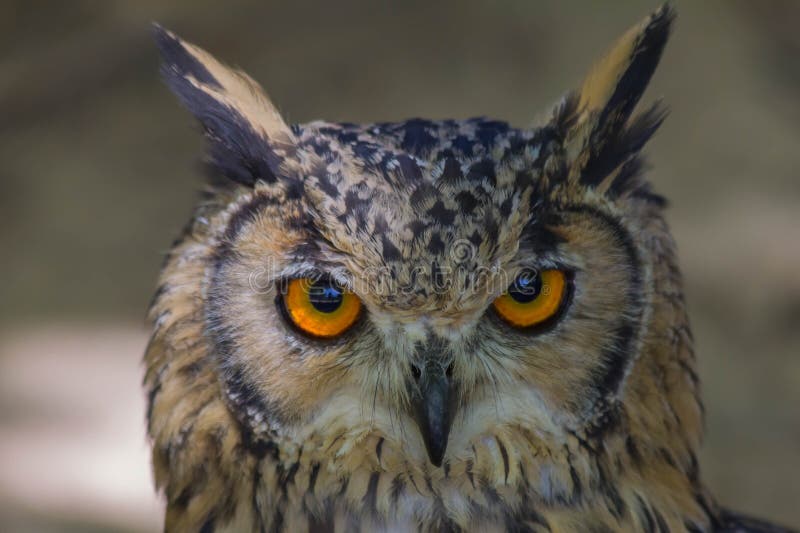 Owl, Beak, Bird, Bird Of Prey Picture. Image: 113639032