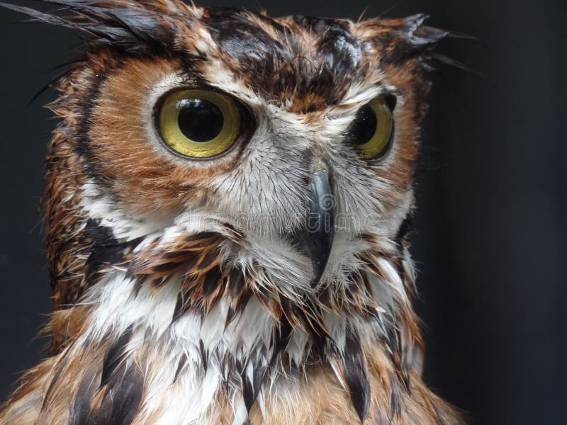 Owl, Beak, Bird Of Prey, Fauna Stock Image - Image of organism, fauna ...