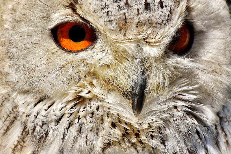 Owl, Beak, Bird Of Prey, Fauna Picture. Image: 129937089