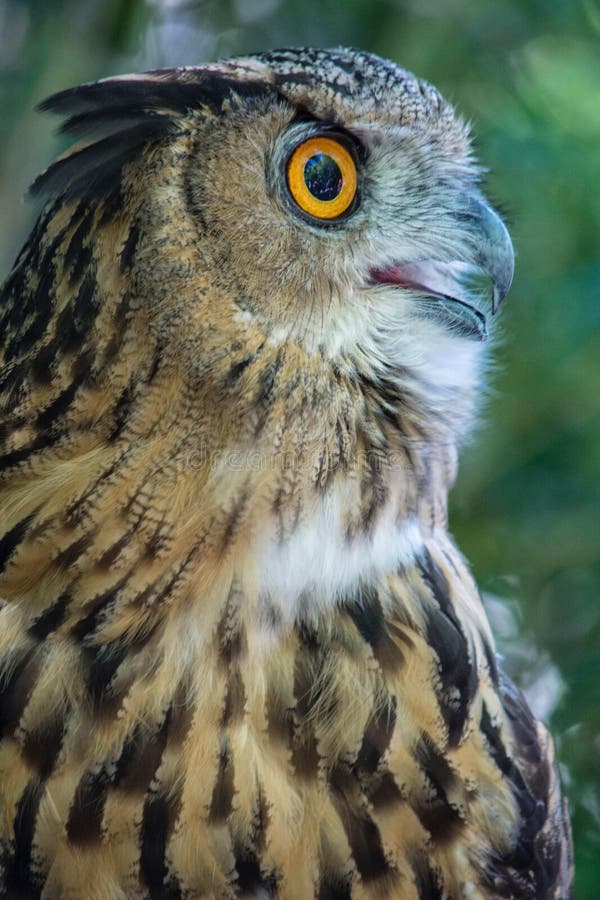 Side view of owl stock photo. Image of feather, view - 100421204