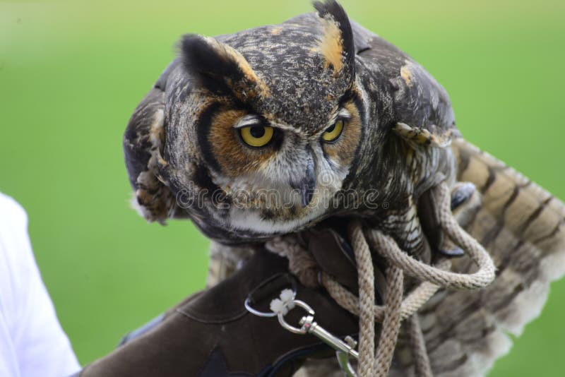 Owl stock photo. Image of glove, bird, talon, hunt, handlers - 91143932