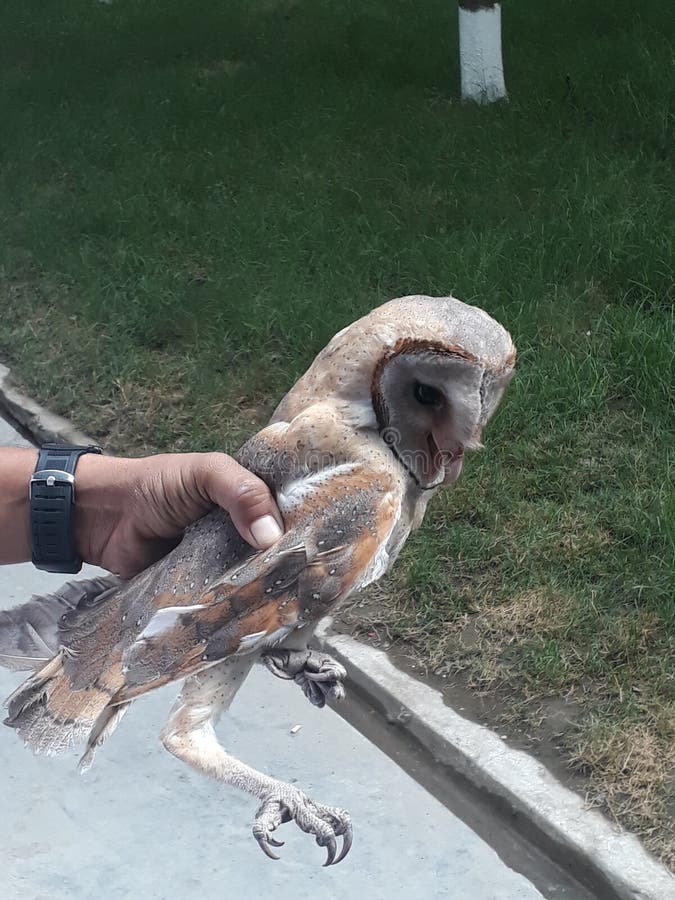 Owl stock image. Image of head, nails, beauty, lips - 135350499