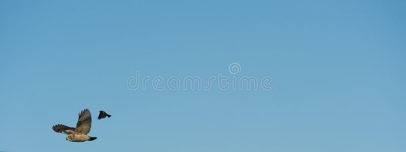 Barn Owl Attack Stock Photos - Free & Royalty-Free Stock Photos from ...