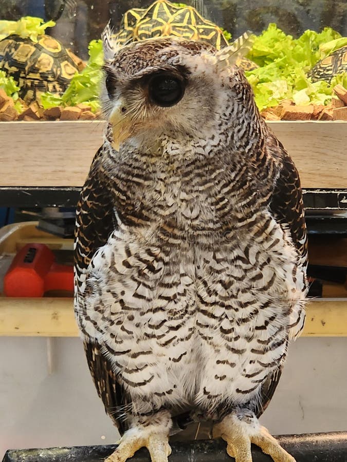 Owl Bird Animal Pellet Support Stock Photo - Image of pellet, support ...