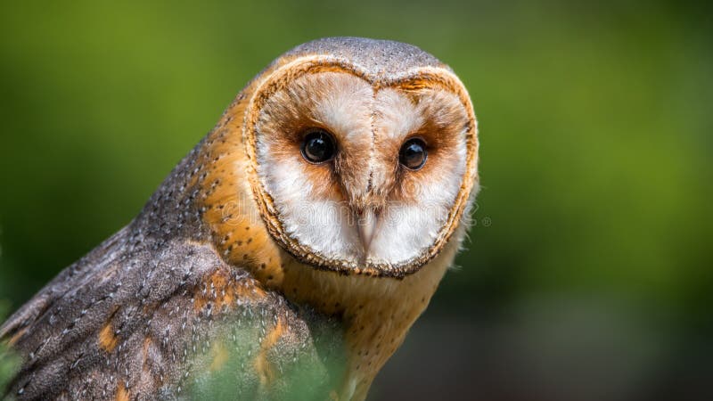 Owl, Bird, Beak, Fauna stock photo. Image of snout, fauna - 100196040