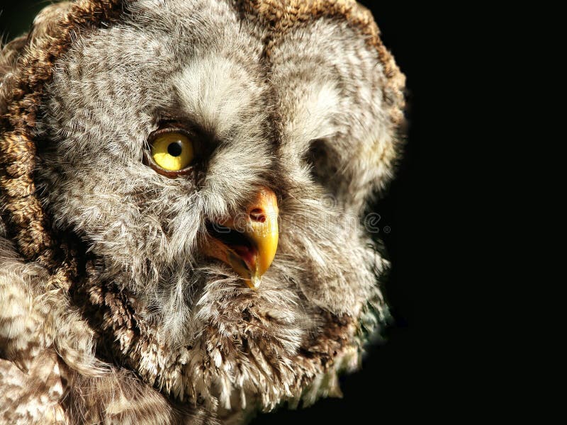 Owl, Beak, Bird Of Prey, Fauna Picture. Image: 129937089