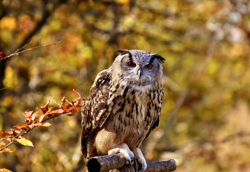 Owl, Bird, Bird Of Prey, Fauna Stock Image - Image of fauna, bird ...