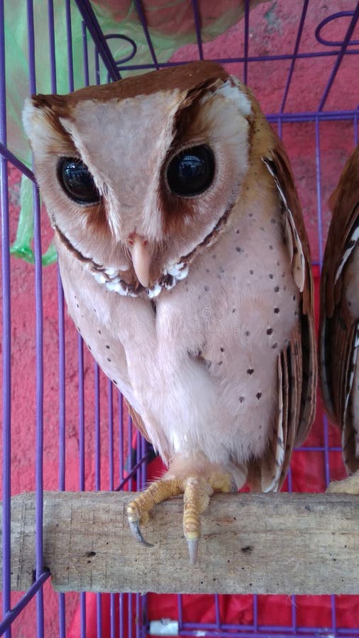 Owl bird rest at moment stock image. Image of resting - 261778011