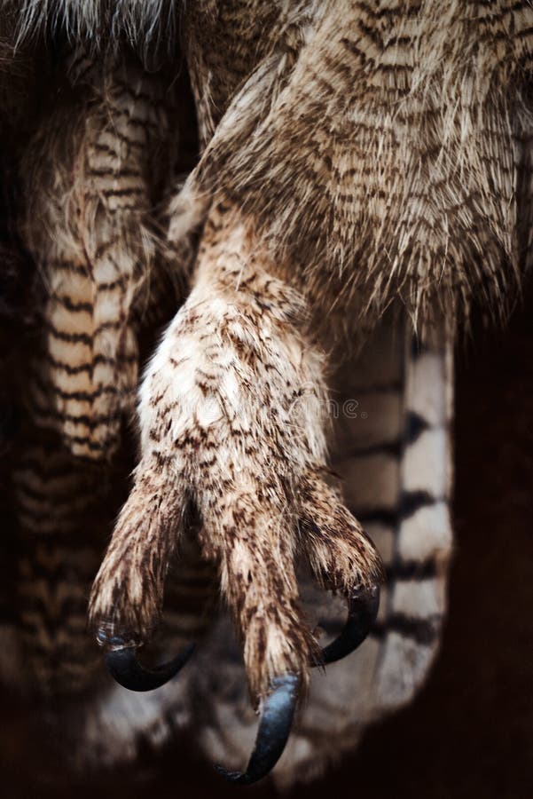 Owl birds paws and claws stock photo. Image of birds - 107635252