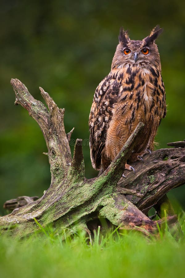 Owl (bubo bubo) stock photo. Image of isolated, mammal - 20733108