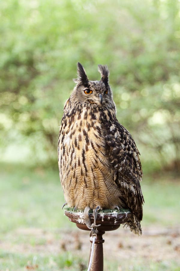 Owl - Bubo Bubo, Eurasian Eagle-owl Stock Image - Image of night ...