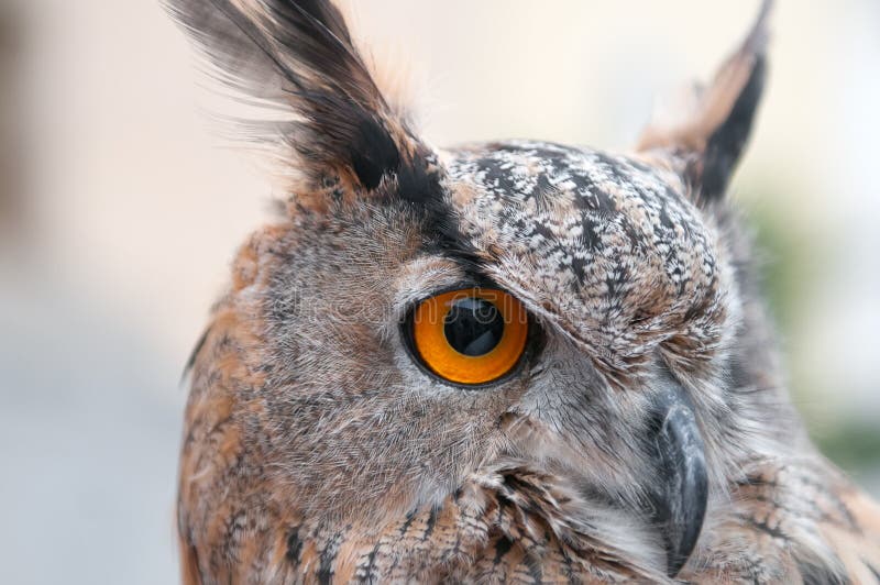 The owl - Buho real stock photo. Image of intelligence - 47011954