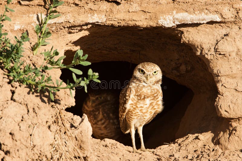 Owl at Burrow Entrance stock photo. Image of burrow, cunicularia - 29681878