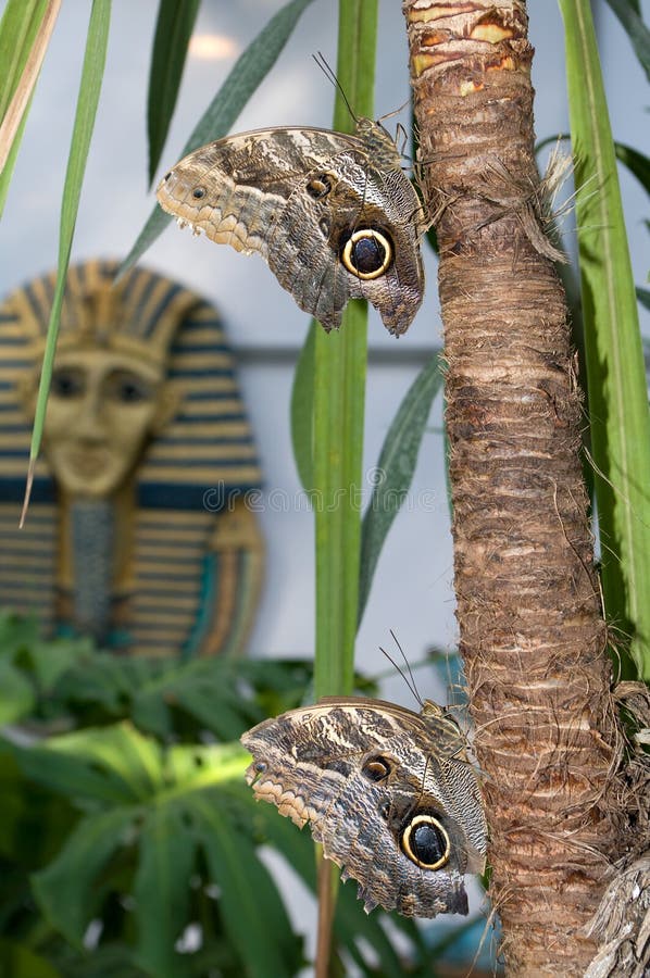 The Owl Butterflies (Caligo Memnon) Stock Image - Image of colored ...