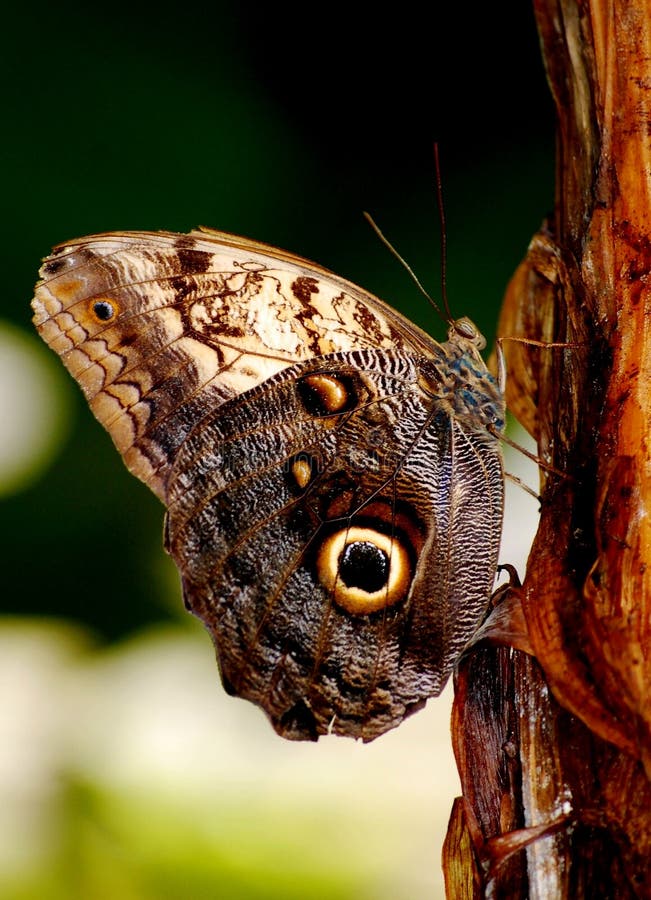 Owl Butterfly stock image. Image of insect, wings, single - 12302103