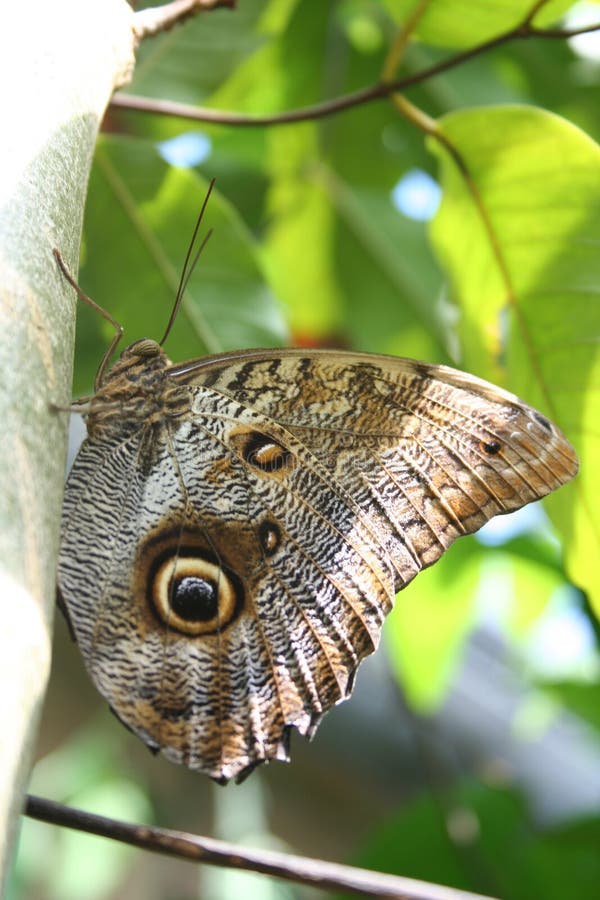 Owl butterfly stock photo. Image of delicate, insect - 13975556
