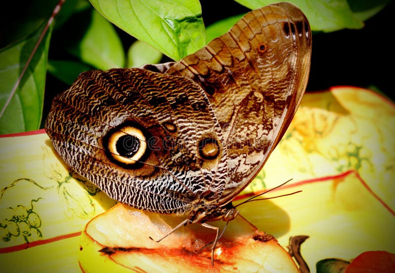 Owl Butterfly stock image. Image of wing, common, lepidoptera - 22962197