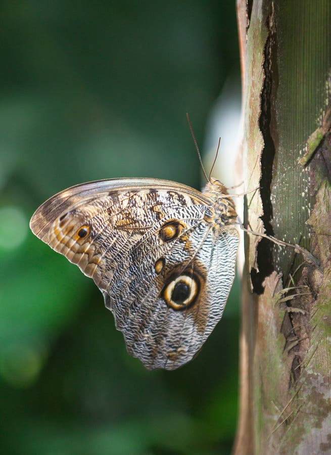 Owl butterfly stock photo. Image of wings, tree, butterflies - 23889222