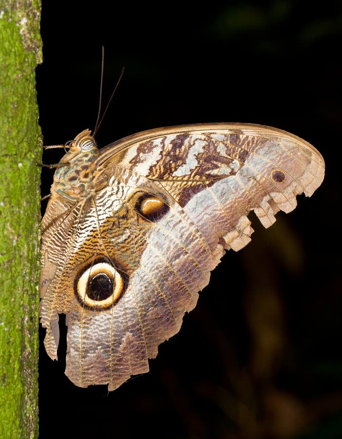 909 Amazon Rainforest Butterfly Stock Photos - Free & Royalty-Free ...