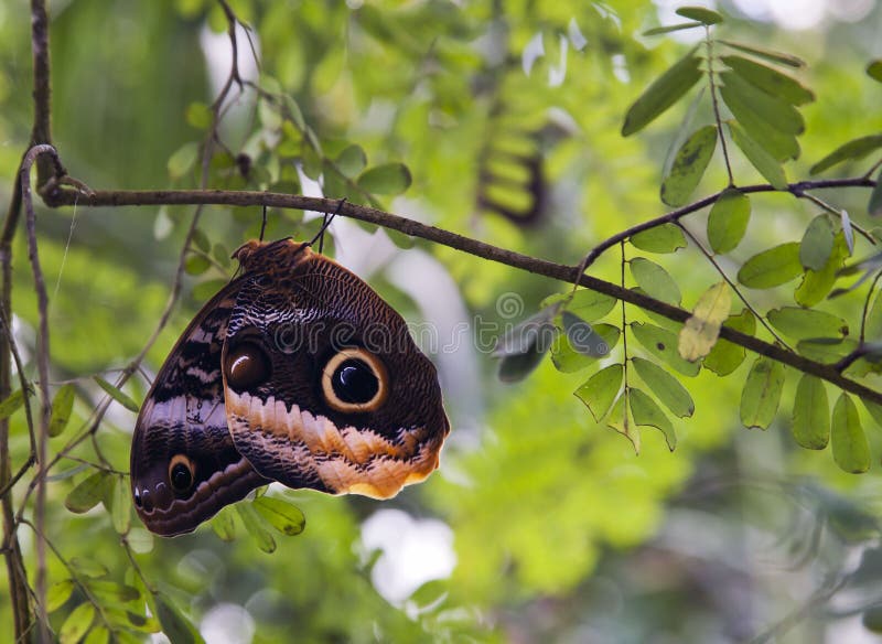Owl butterfly stock photo. Image of spots, wings, ripples - 25803066
