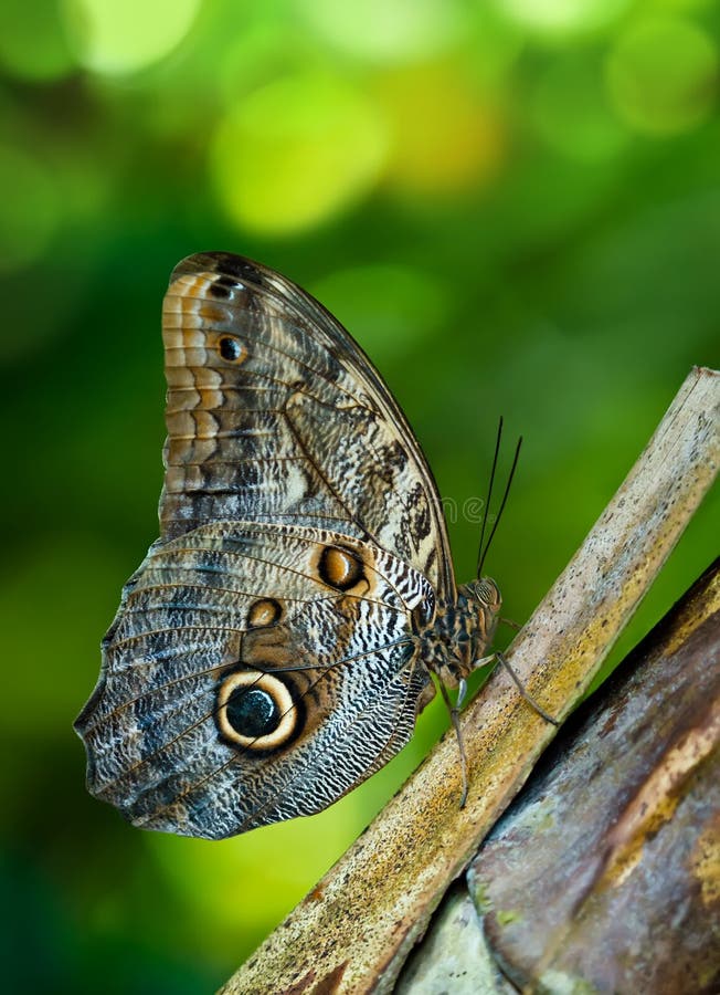 Owl butterfly stock image. Image of beautiful, oedipus - 28385755