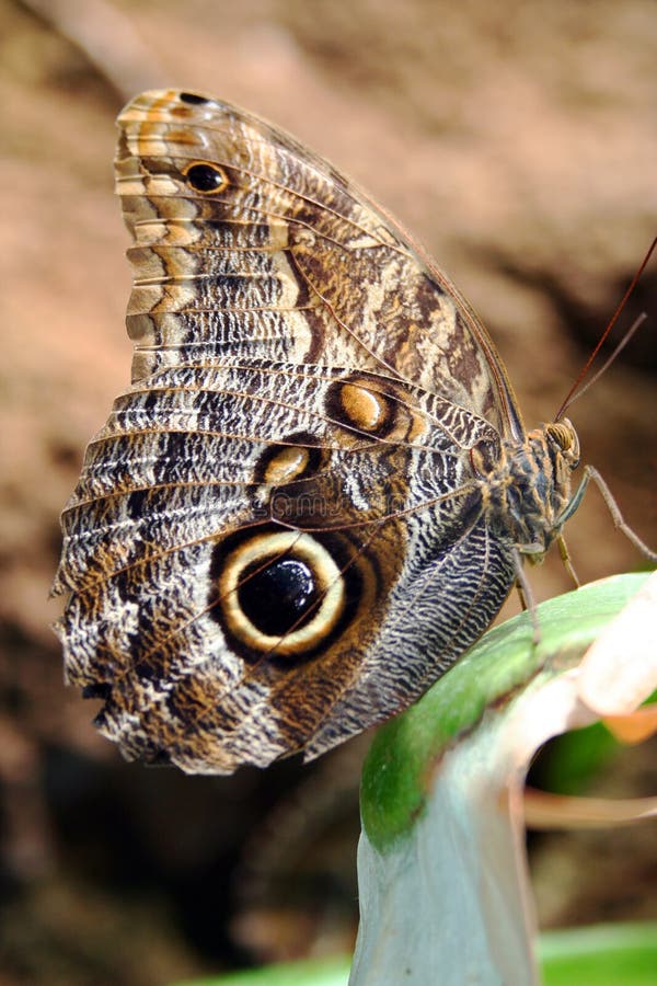 Owl Butterfly stock photo. Image of blue, american, iridescent - 5567540
