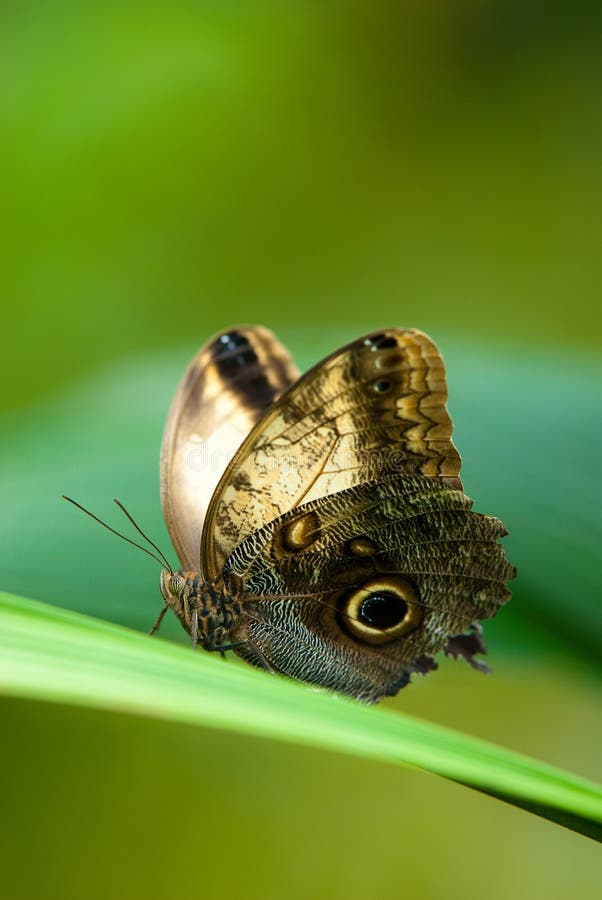 Owl butterfly stock image. Image of closeup, sitting, eurilochus - 9310579