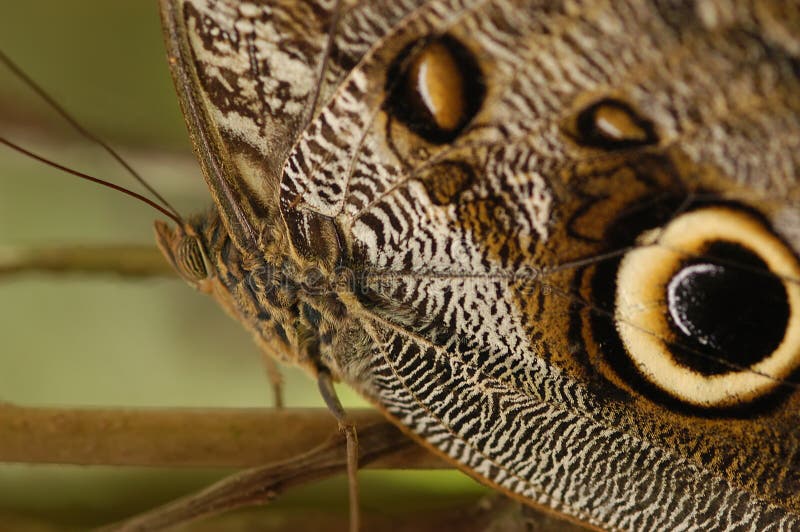 Owl Butterfly Caligo Idomeneus Stock Photo - Image of countrysides ...