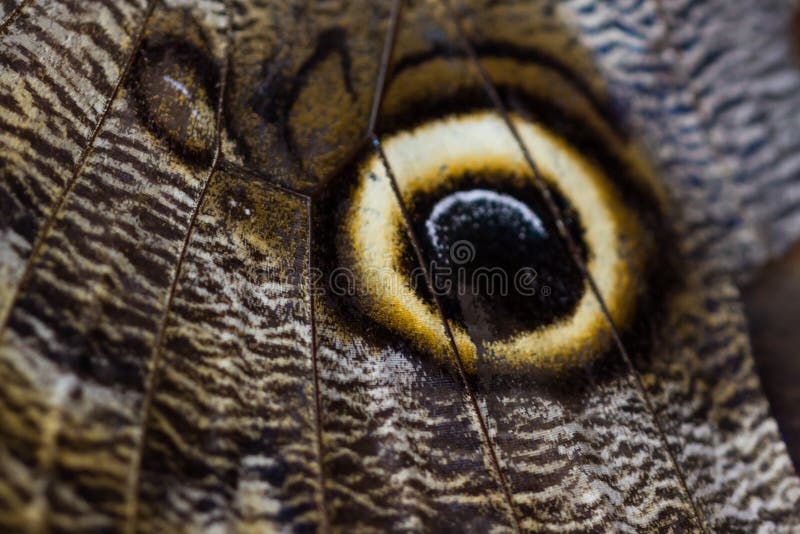 Owl Butterfly - Caligo Martia Stock Image - Image of beautiful, pretty ...
