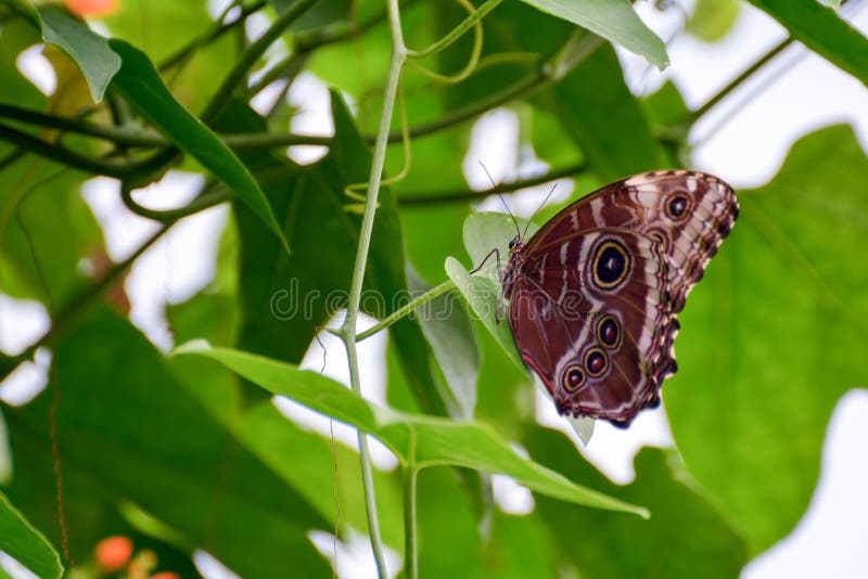 Owl Butterfly Caligo Memnon Stock Photo - Image of london, colours ...