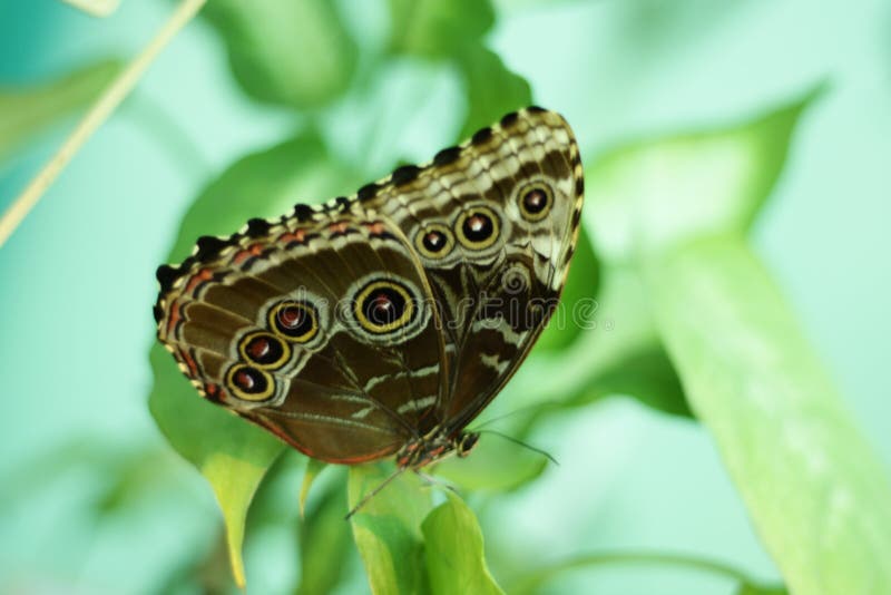 Owl Butterfly, Caligo Memnon Stock Photo - Image of tropical, wings ...