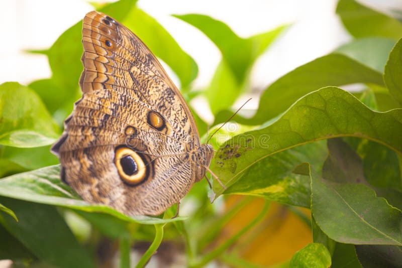 Owl Butterfly (caligo Memnon) on Leaves Stock Photo - Image of costa ...