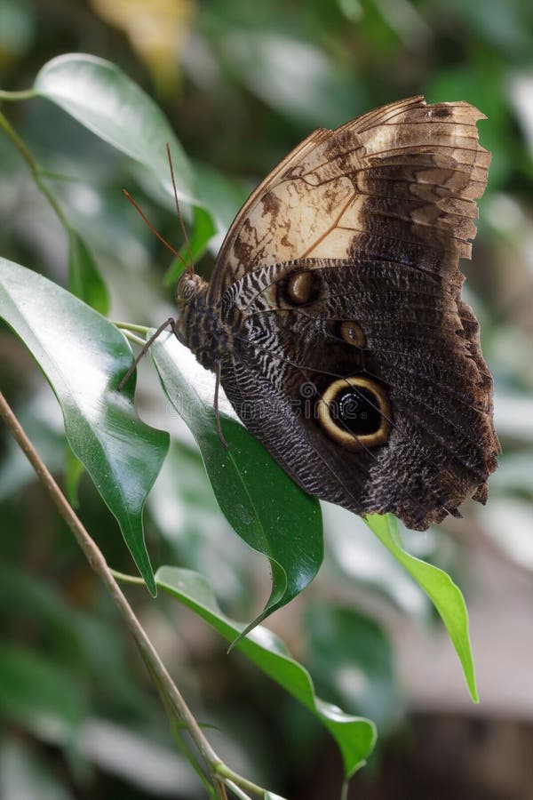 Owl Butterfly (caligo Memnon) Stock Image - Image of thorax, autumn ...