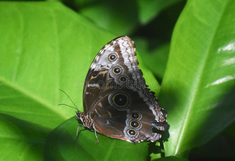 Owl Butterfly on a Cluster of Green Leaves Stock Photo - Image of ...